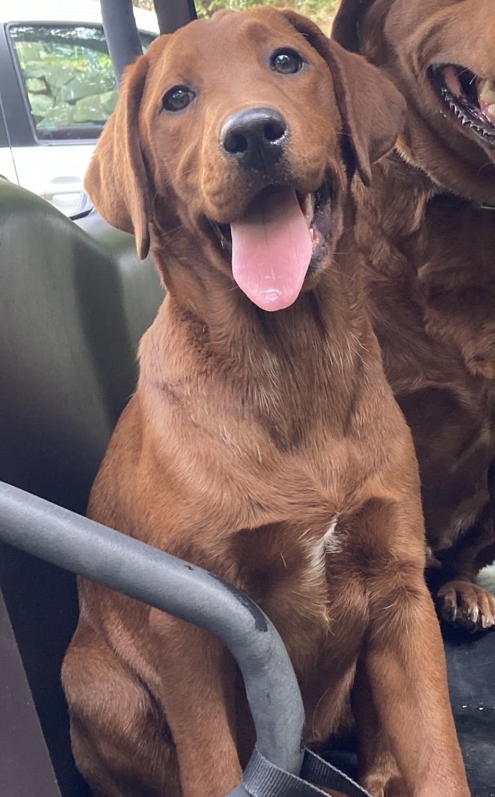 Black & Chocolate Labrador Retriever Puppies in Bethlehem, PA | Reilly ...