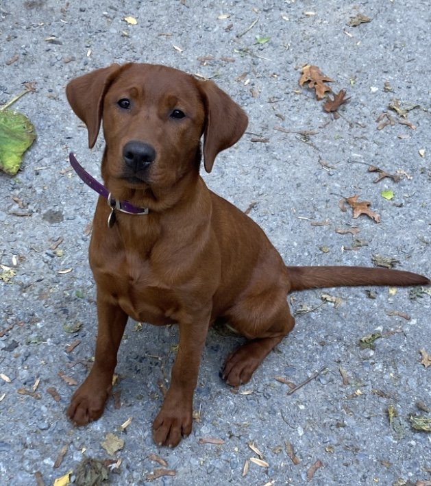 Black & Chocolate Labrador Retriever Puppies in Bethlehem, PA | Reilly ...