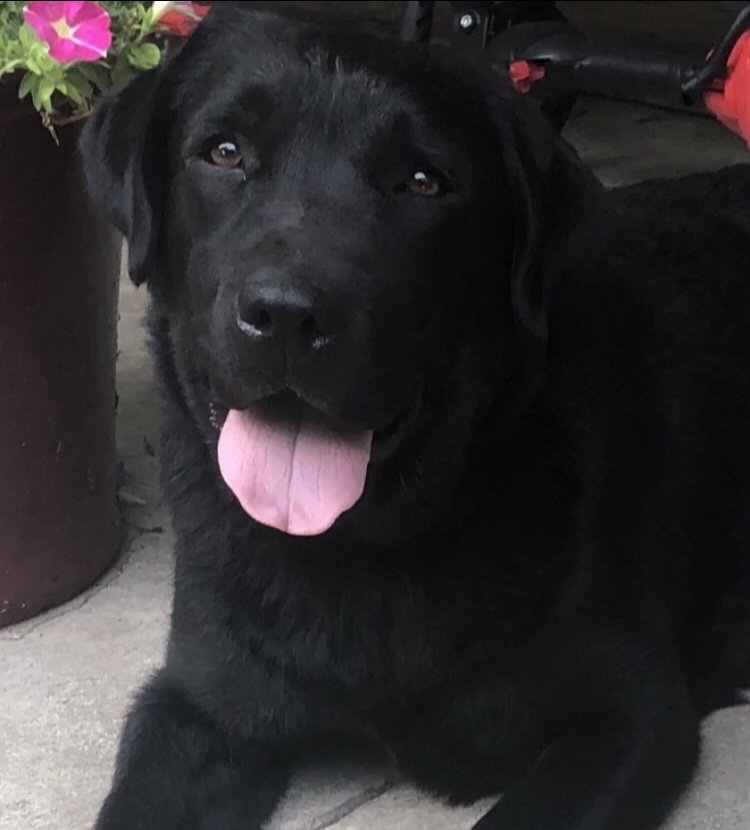 Black & Chocolate Labrador Retriever Puppies in Bethlehem, PA | Reilly ...