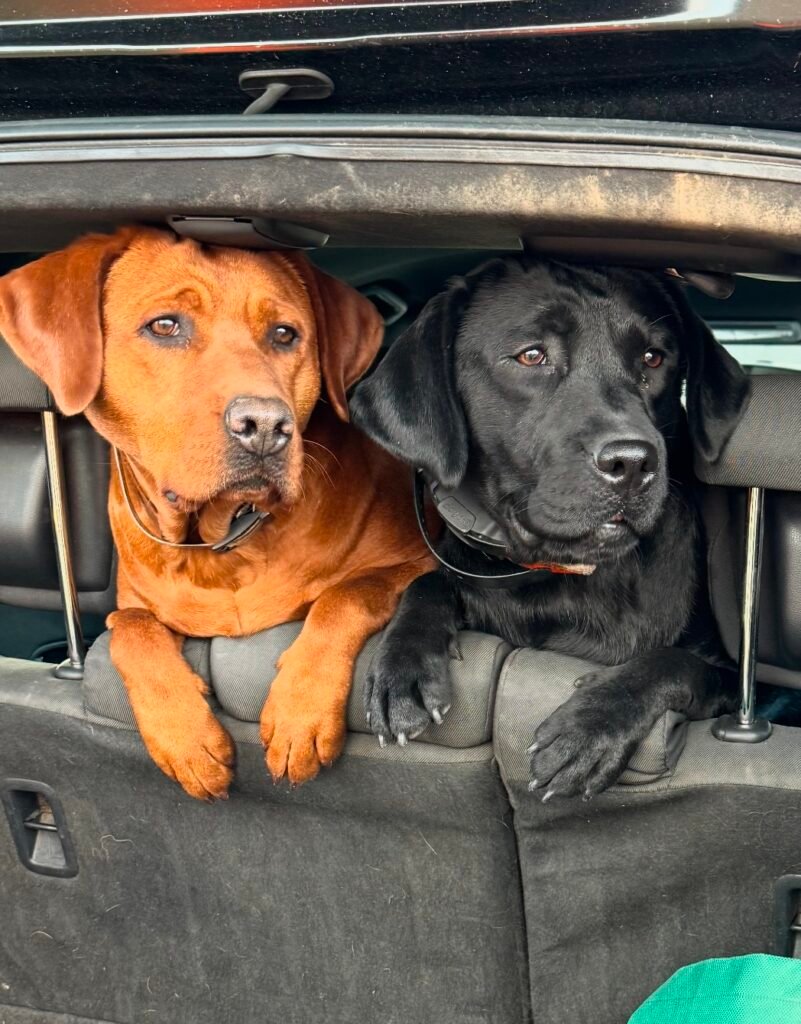 Reilly Lane Labradors